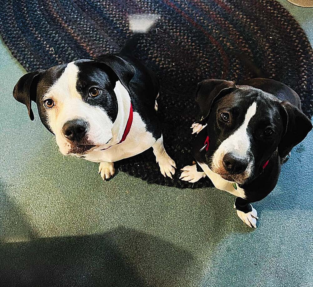 Meet Charlie And Darla: Available For Adoption | TownLively